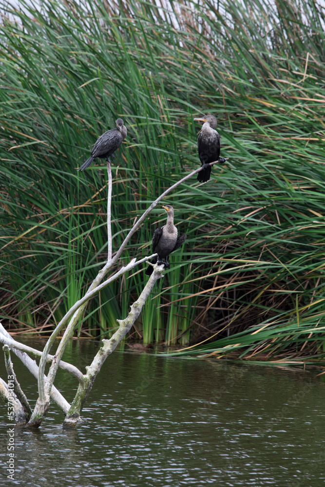 Pantanos de Villa Lima Peru Bird watching sightseing wetland swamp ...