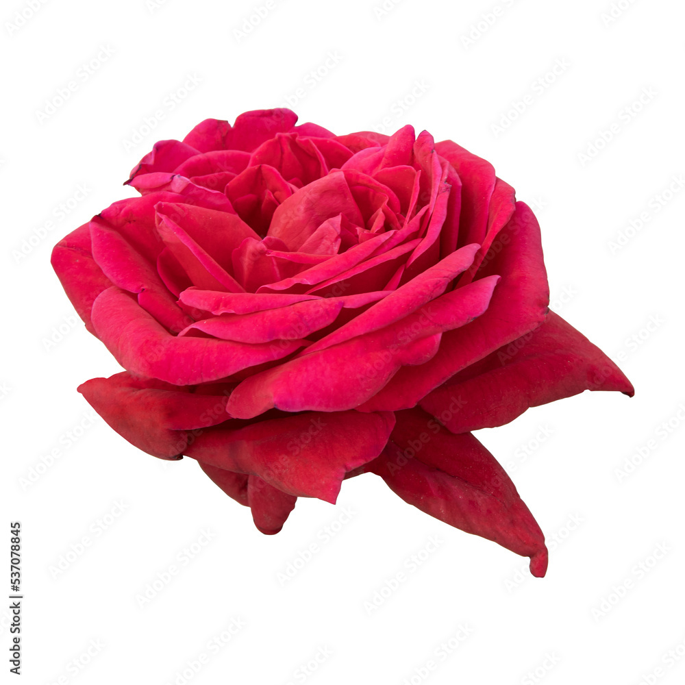 Maroon rose flower isolated on transparent background Stock Photo ...