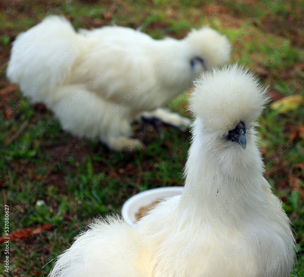 The Silkie (also known as the Silky or Chinese silk chicken) is a breed ...