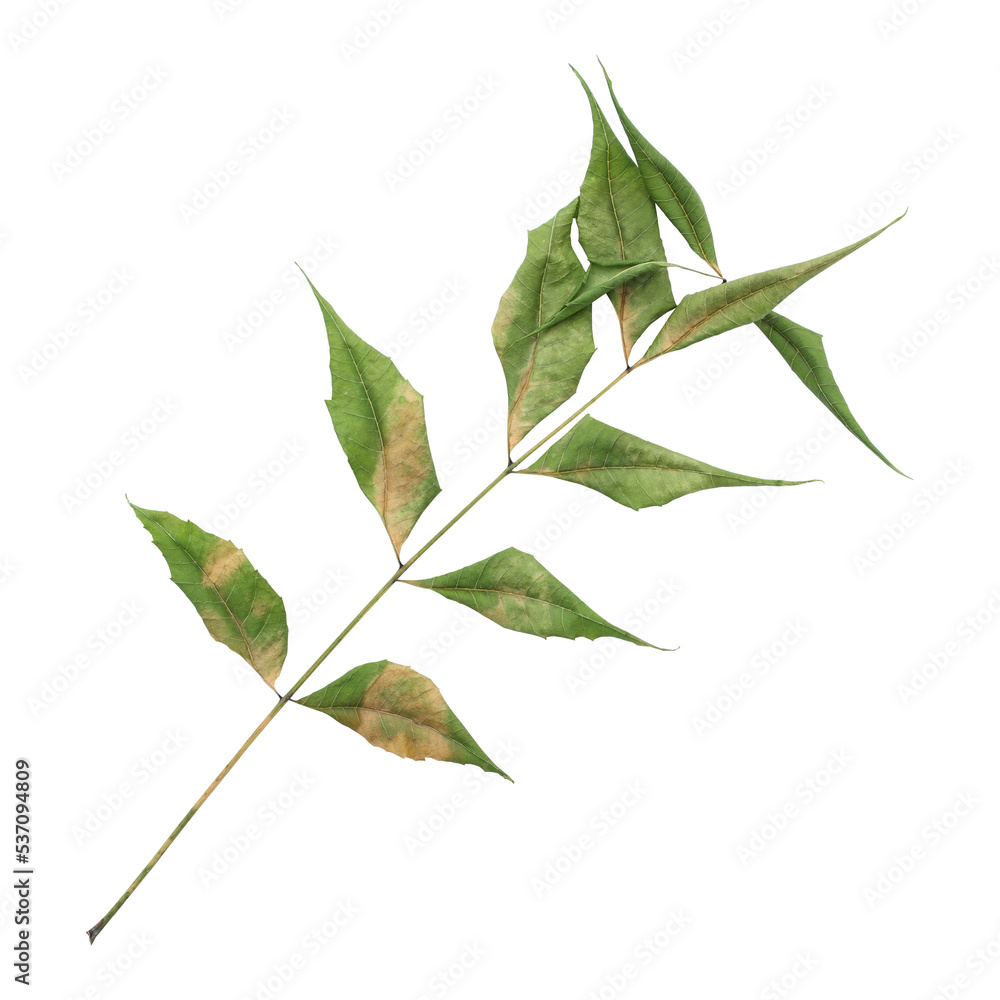 Dry neem leaves isolated on transparent background Stock Photo | Adobe ...