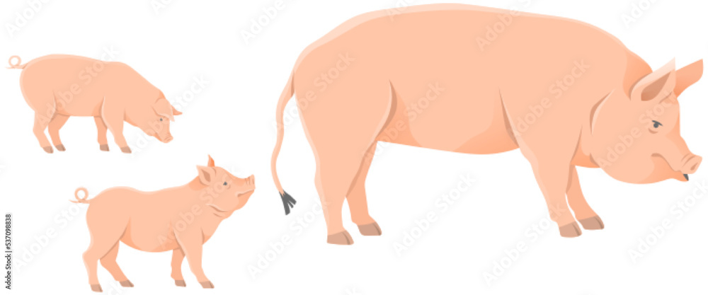 Pink pig, domestic farm animal. Sow with piglets. Piggy or swine ...