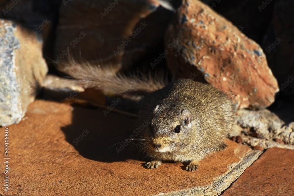 Felsenratte (Petromus typicus) zwischen den Felsen bei der Vingerklippe ...