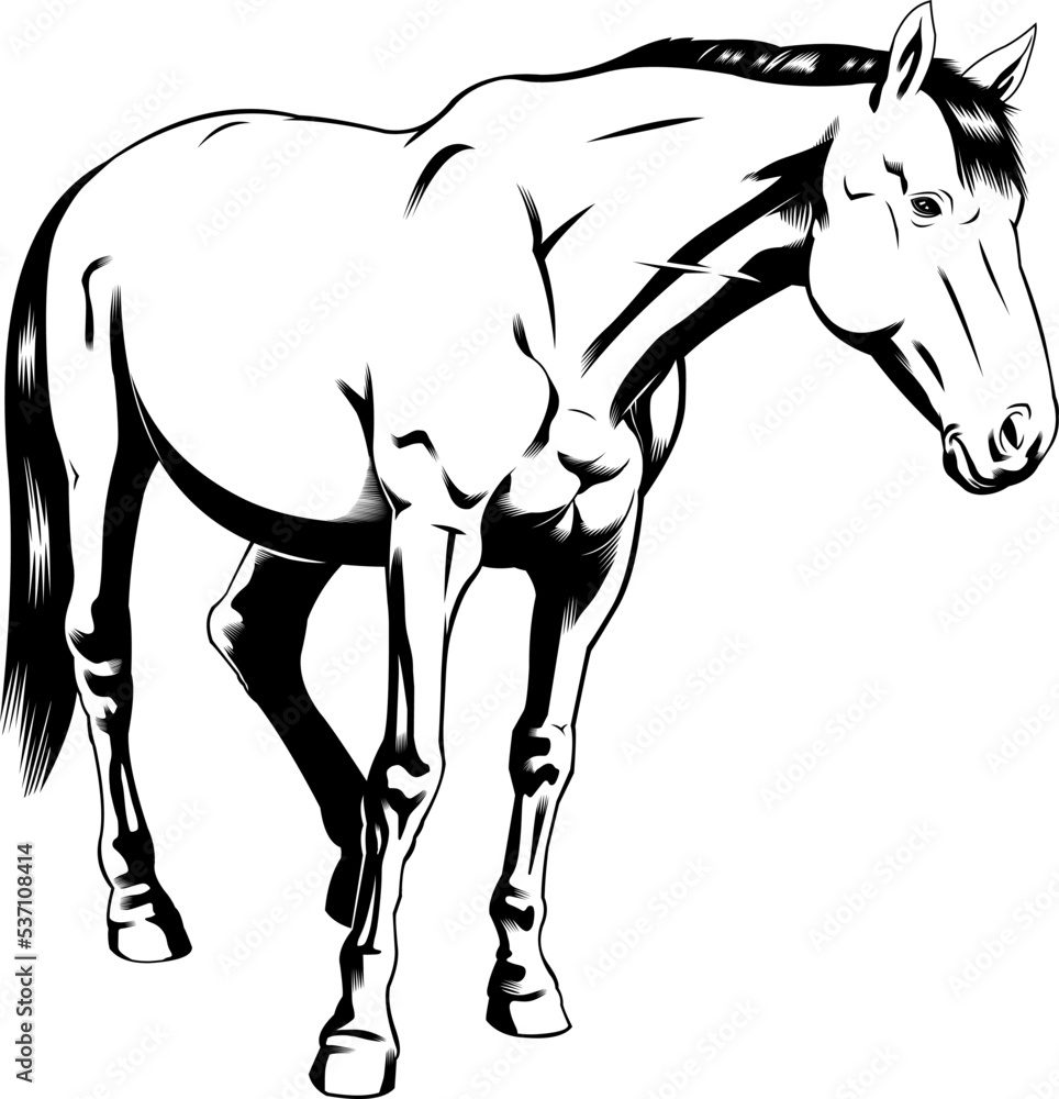 Outlined Realistic Cartoon Horse Silhouette Stands. Vector Hand Drawn ...