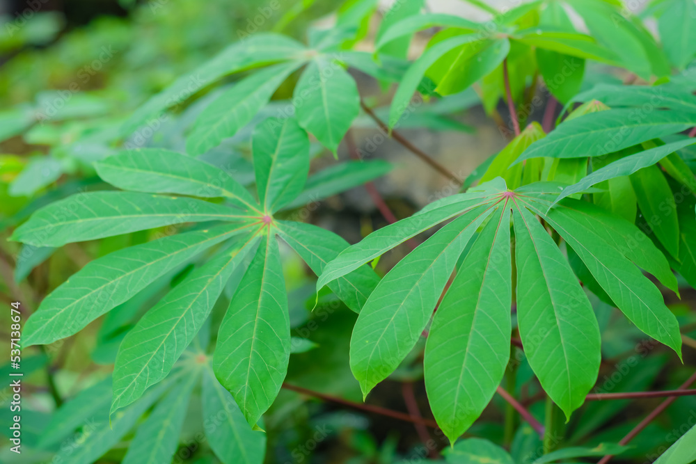 cassava leaf, in cassava fields in the rainy season, has greenery and ...