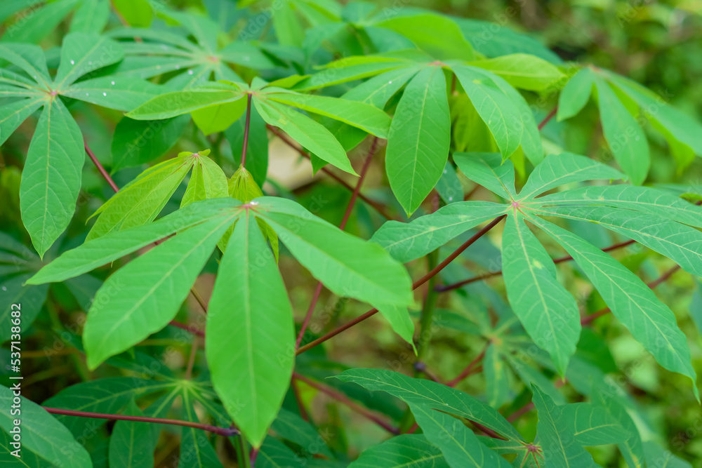 cassava leaf, in cassava fields in the rainy season, has greenery and ...