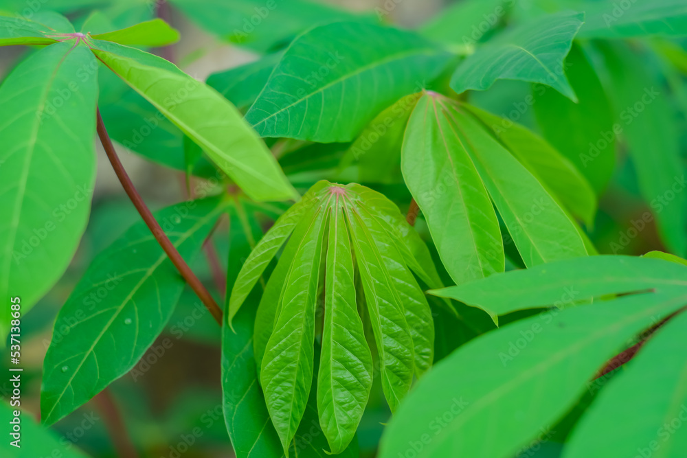 cassava leaf, in cassava fields in the rainy season, has greenery and ...