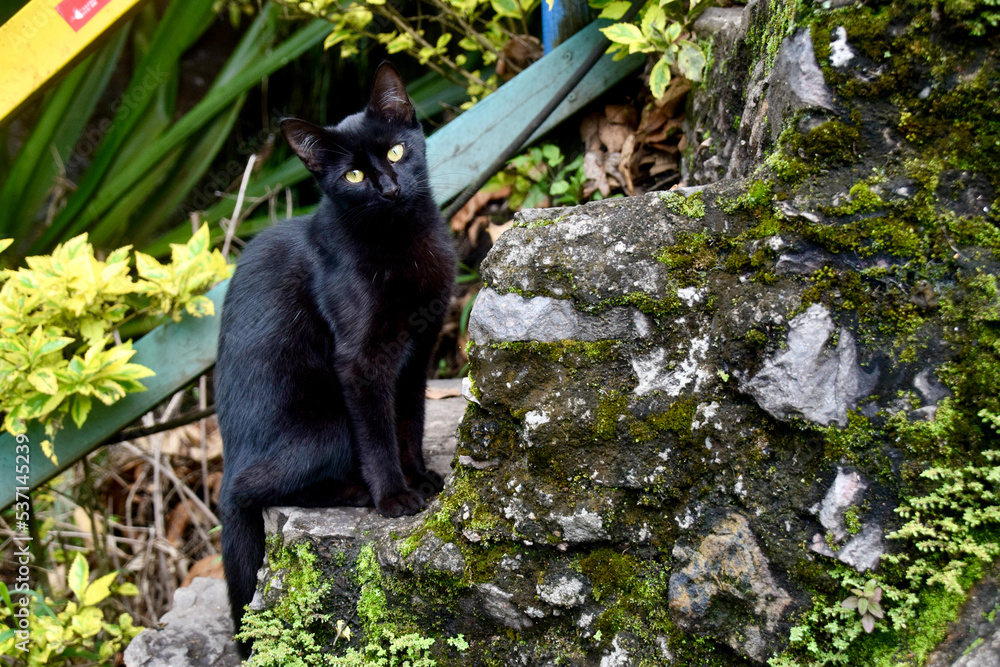 black cat sitting on stone stairs watching in the camera Stock Photo ...