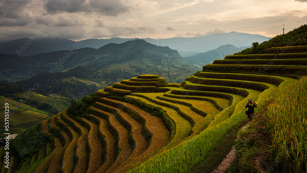 Rice fields on terraced in Muchangchai, Vietnam Rice fields prepare the ...