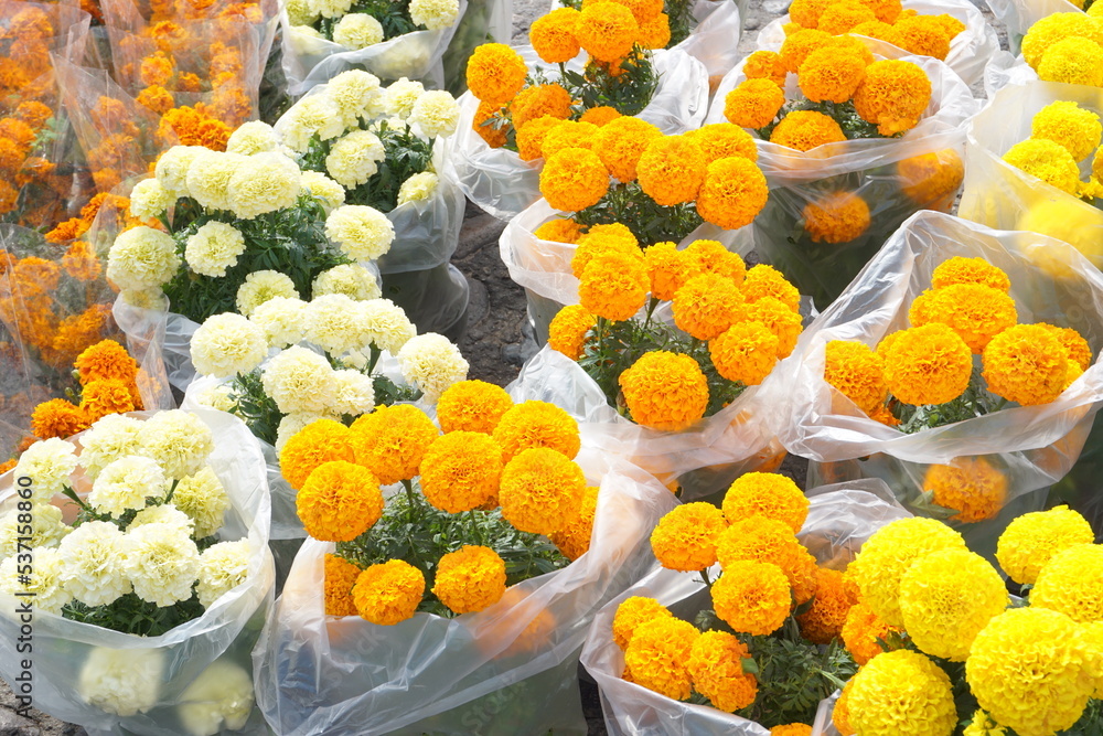 cempasuchil bouquets, orange flowers, day of the death flower, November ...