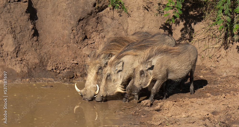 Family of warthog at a waterhole in the mud Stock Photo | Adobe Stock