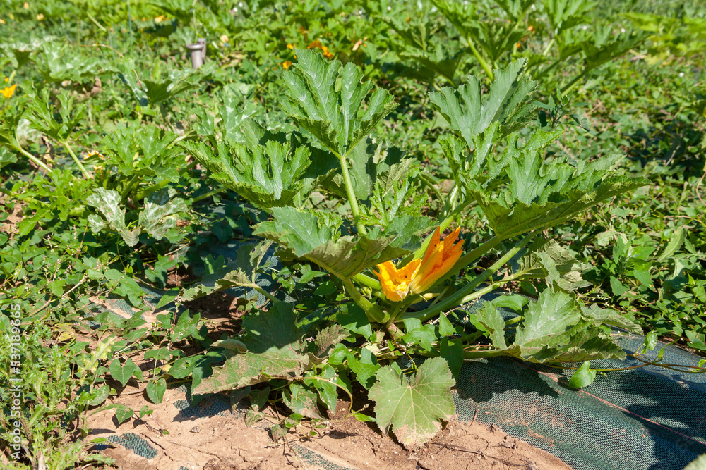 Au potager - rang de courgettes en pleine terre en culture biologique ...