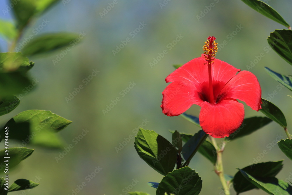 Hibiscus rosa-sinensis is a flowering plant known as Chinese hibiscus ...