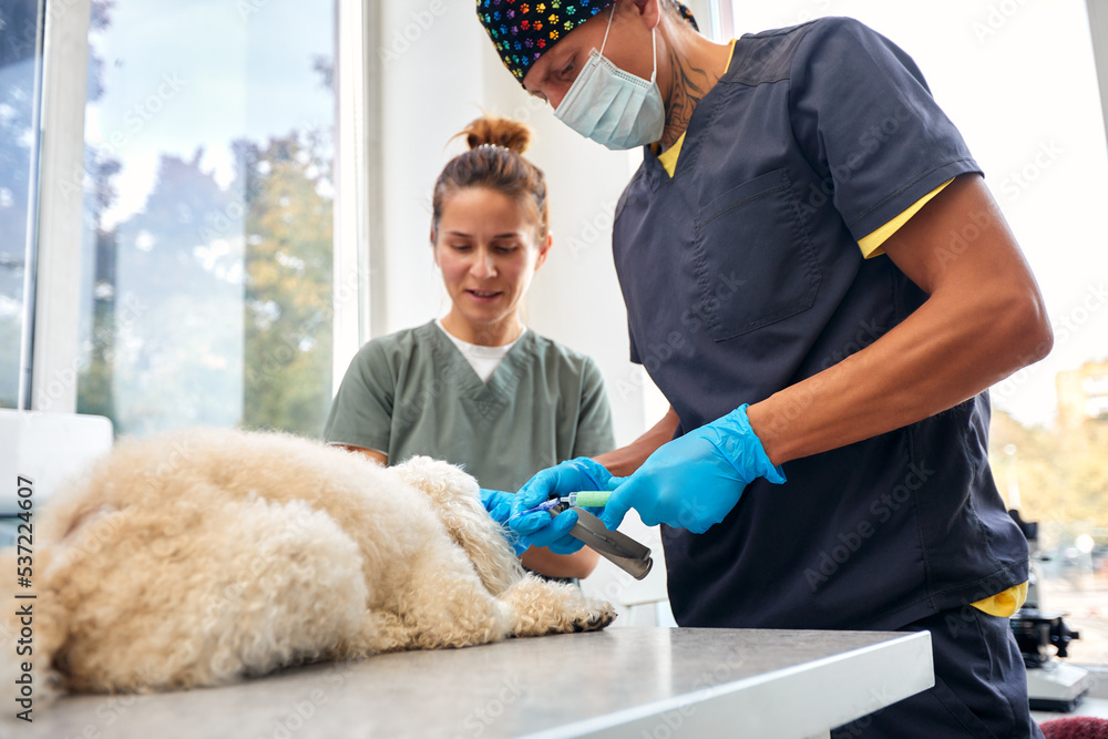 Veterinary and animal care. Doctor inserting Tracheal tube helping the ...