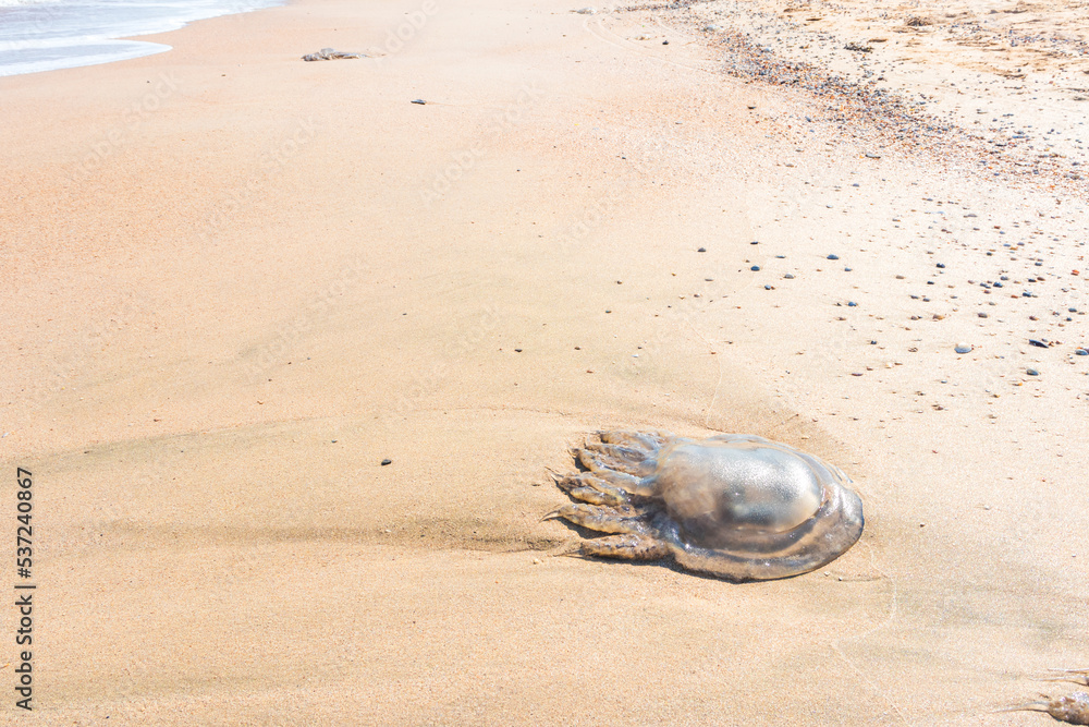 A dead jellyfish washed up on the shore. Jellyfish on the coast of the ...