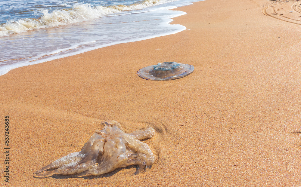 Stockfoto A dead jellyfish washed up on the shore. Jellyfish on the ...