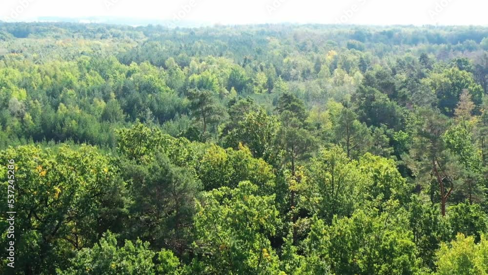 POV of drone descending in a dense deciduous forest to a dark clearing ...