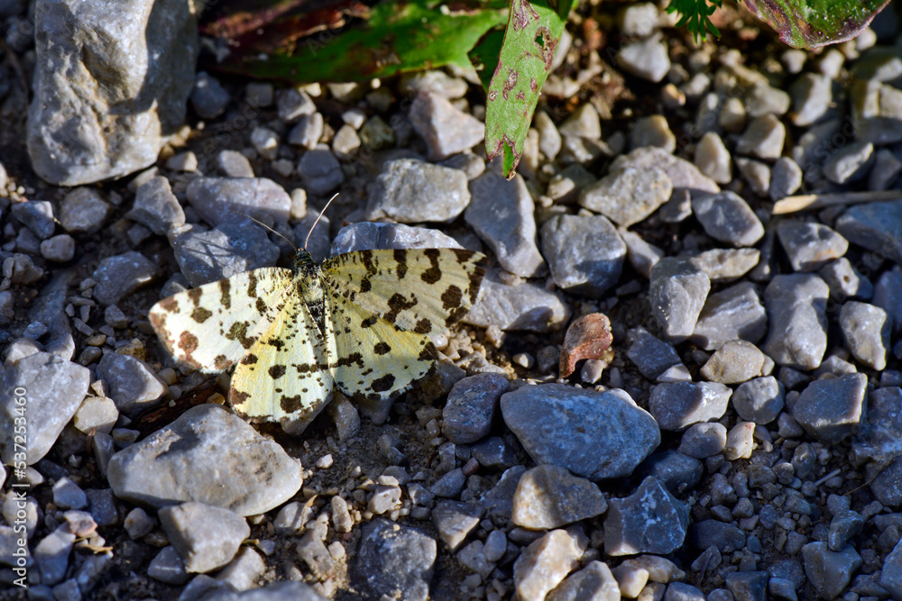 Speckled yellow // Pantherspanner, Gelber Fleckenspanner ...