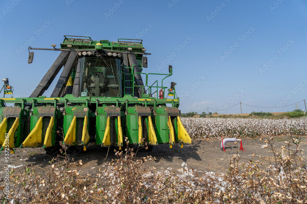 John Deere type cotton picker, 6 rows in a cotton field during picking ...