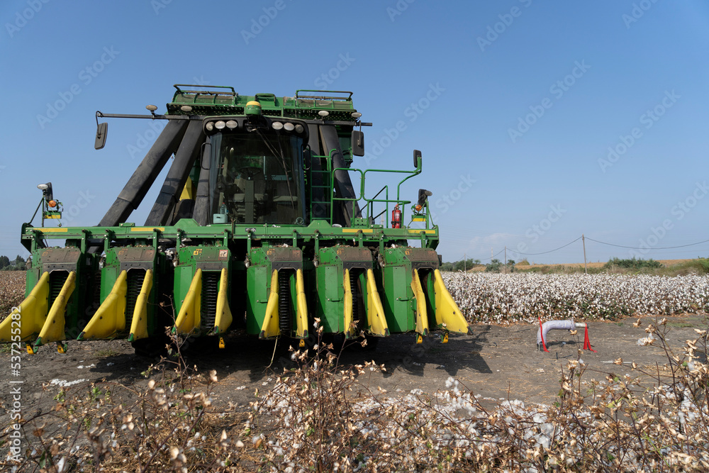 John Deere type cotton picker, 6 rows in a cotton field during picking ...
