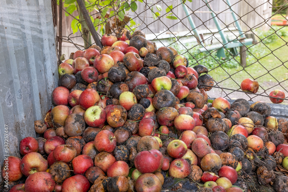 Rotten apples thrown in the garbage can, fruit composter on the farm ...