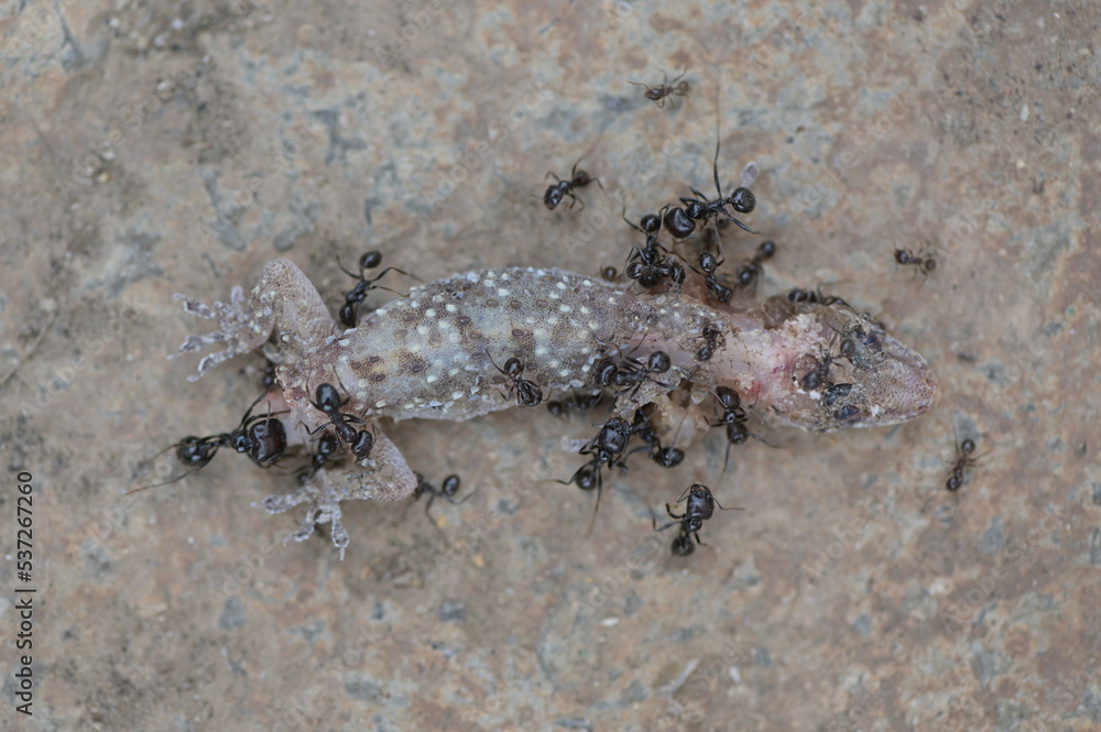 Ants on a dead Salamander in Spain. The circle of life. Stock Photo ...