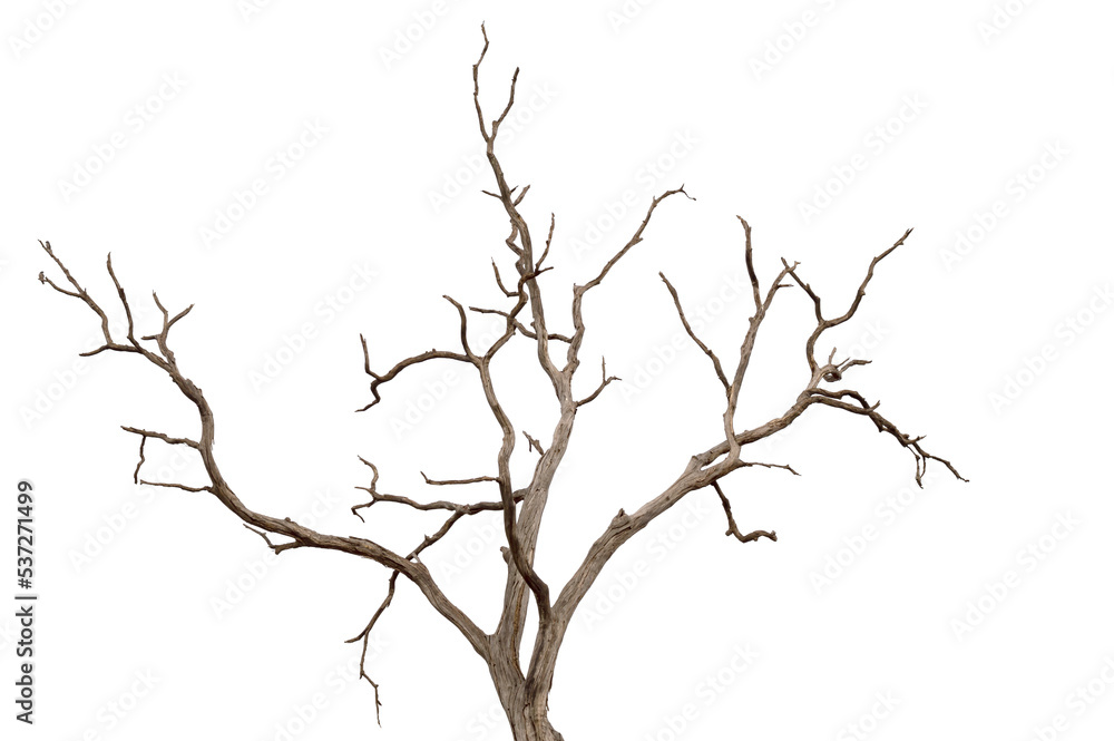 Dry branch of dead tree with cracked dark bark.beautiful dry branch of ...