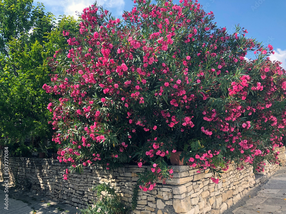 Lush bush of blooming pink oleander in Ayia Napa in Cyprus. Flowering ...