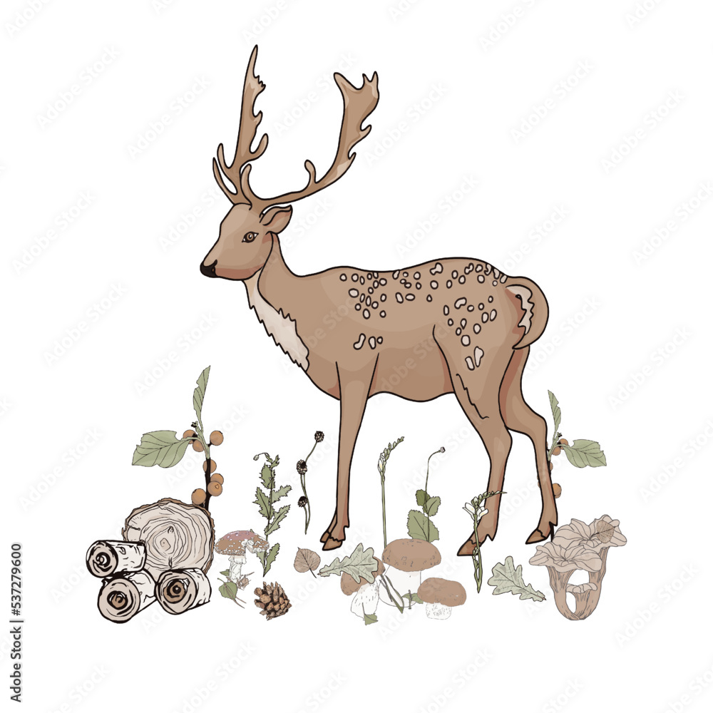 Fallow deer buck. Vector illustration isolated on the white background ...