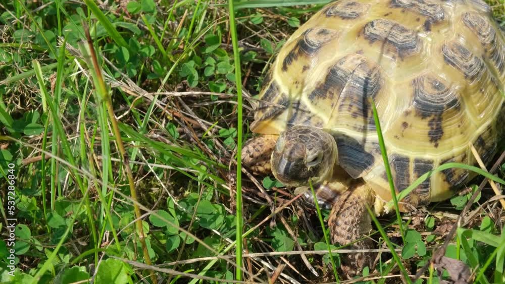 land Central Asian tortoise walks in the green grass, the tortoise eats ...