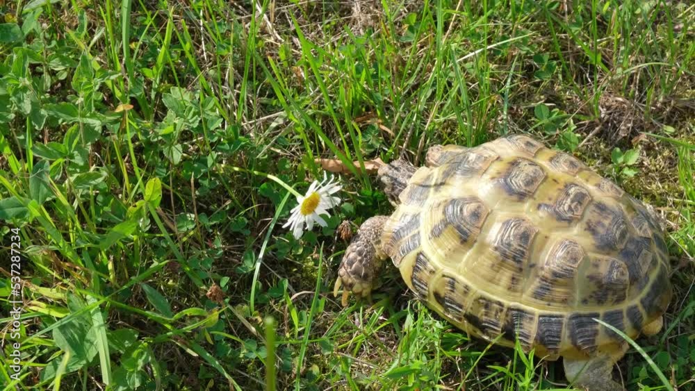 land Central Asian tortoise walks in the green grass, the tortoise eats ...