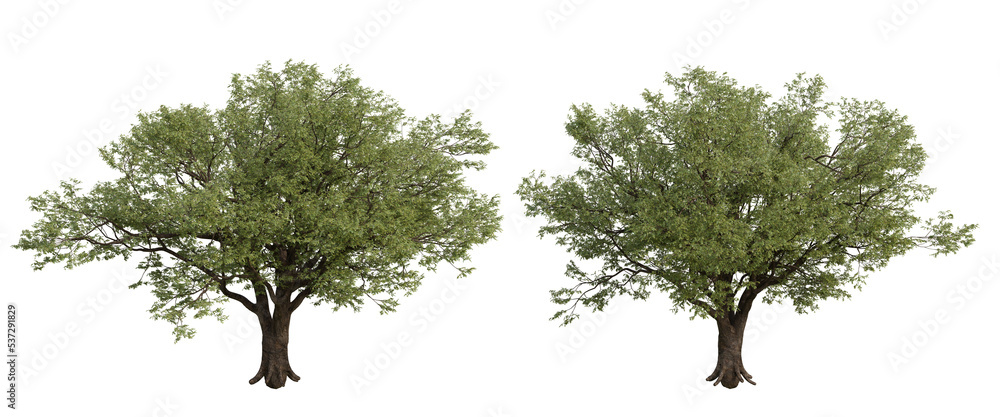 tree isolated on transparent background , tree 3d render Stock ...