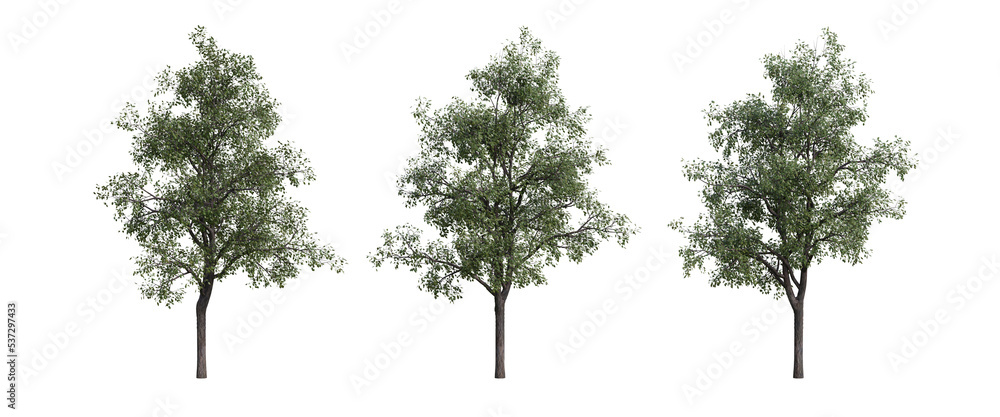 tree isolated on transparent background , tree 3d render Stock ...