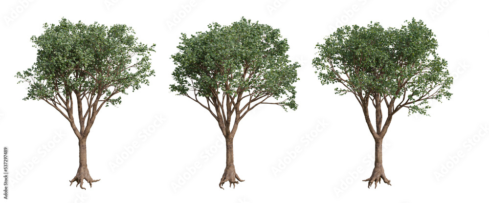 tree isolated on transparent background , tree 3d render Stock ...
