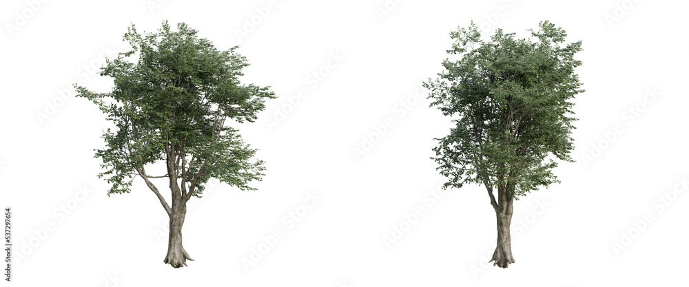 tree isolated on transparent background , tree 3d render Stock ...