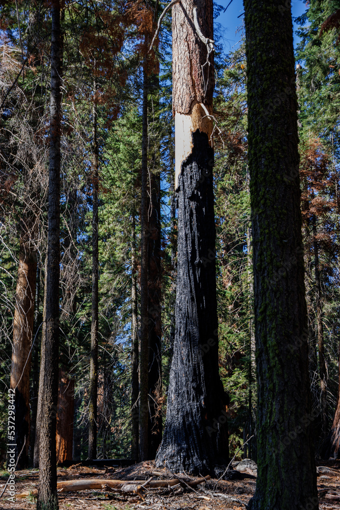 Burnt sequoia trees in Sequoia National park after a huge wildfire in ...