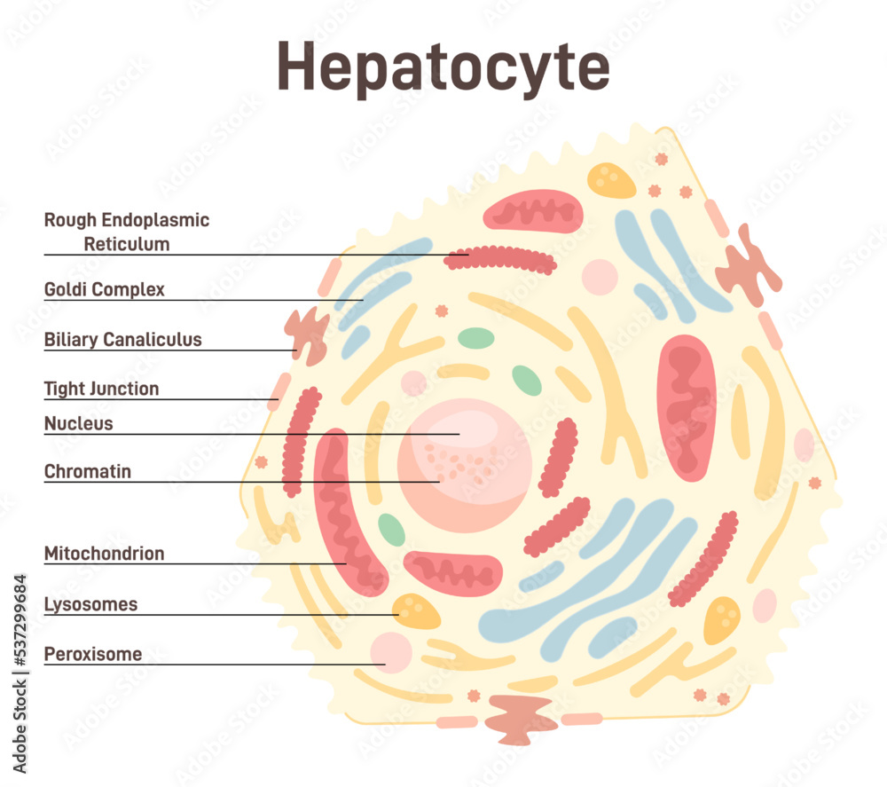 Human liver hepatocyte anatomy. Internal organ main parenchymal Stock ...