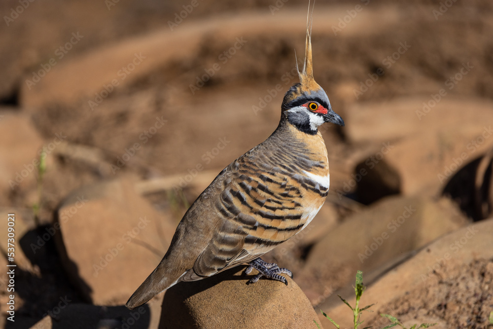 Spinifex Pigeon (Geophaps plumifera) on a rock by a river, Queensland ...