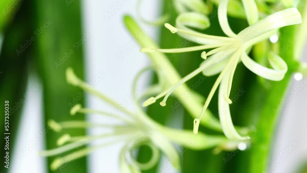 Time lapse of blooming buds of a flowering houseplant Dracaena ...