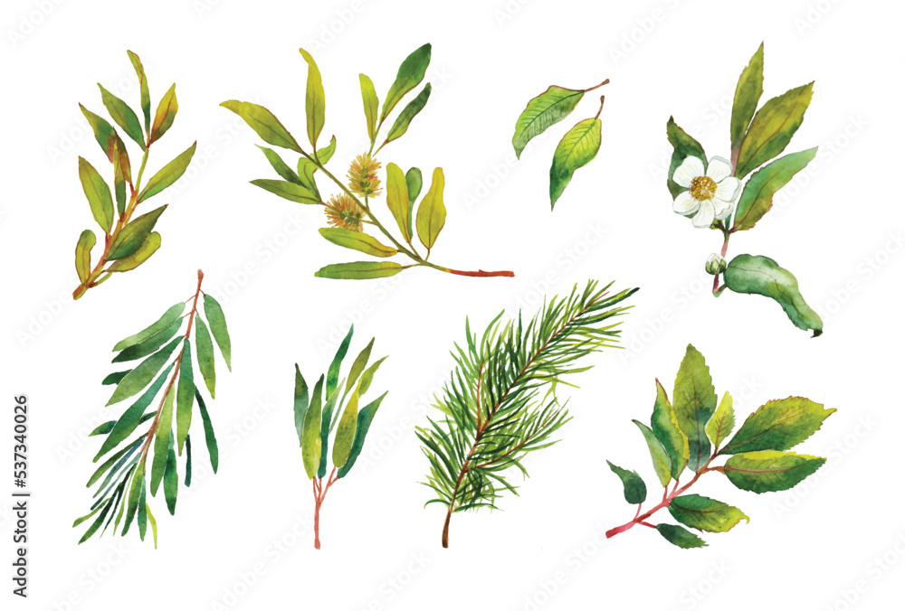 Green watercolor tea leaves. Set of vector watercolor leaves. Hand ...