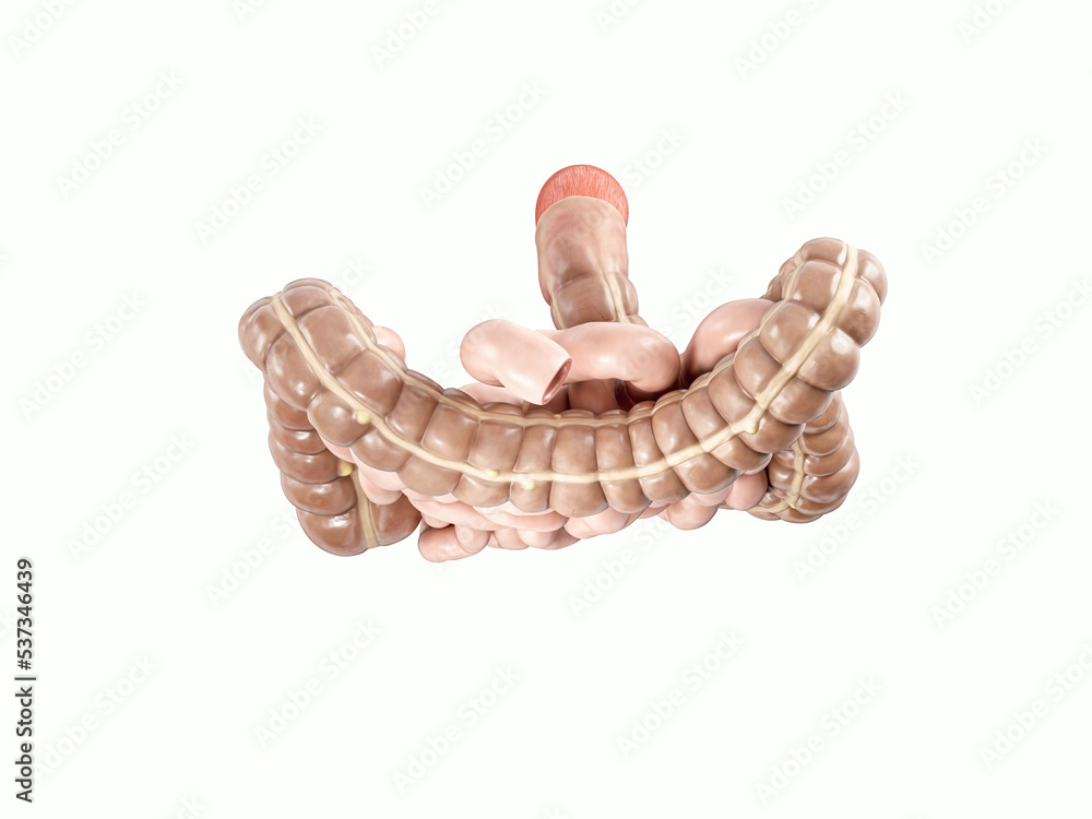 3d illustration of human internal organ - intestine. Large and small ...