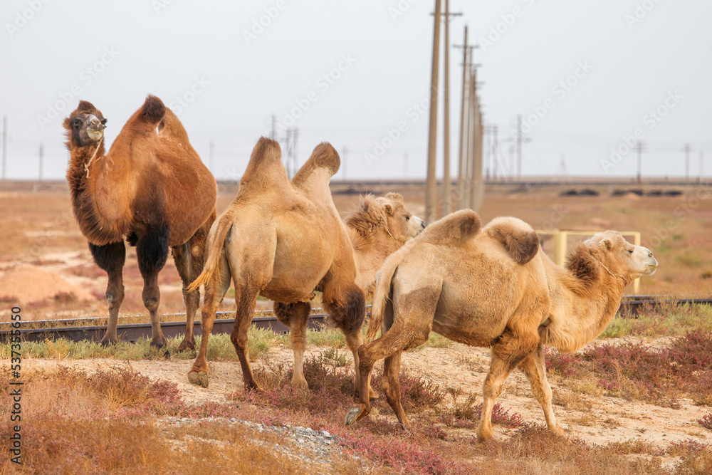 Poster Bactrian camels – Wall Art | UkPosters