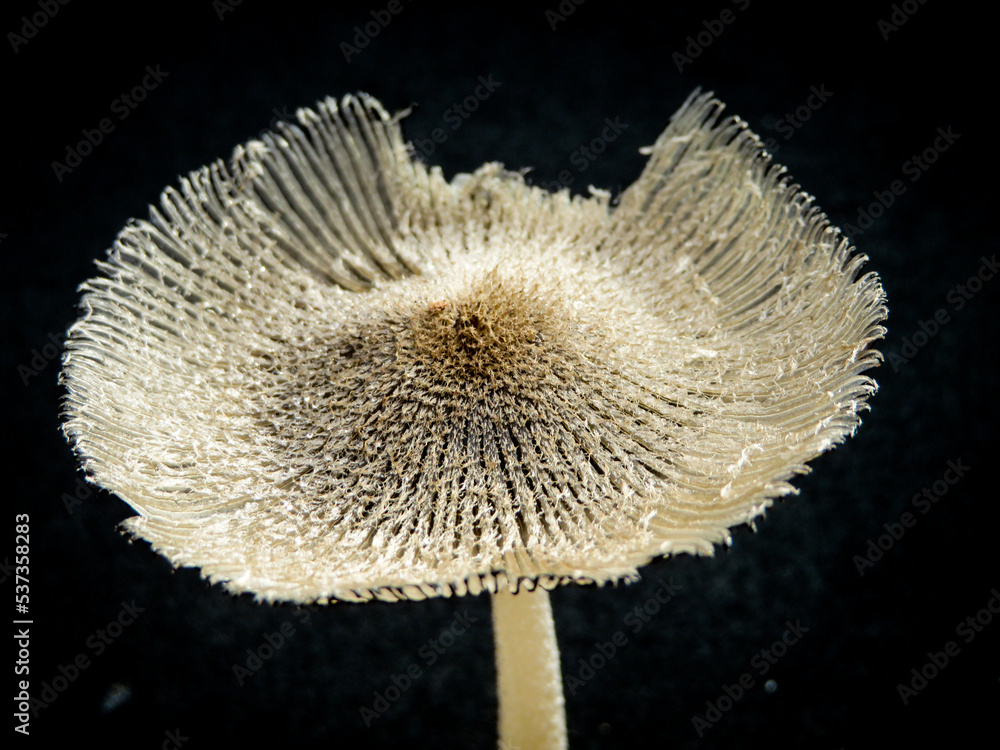 Coprinopsis lagopus - Hare's Foot Ink Cap - Woolly Inkcap - Fairies ...