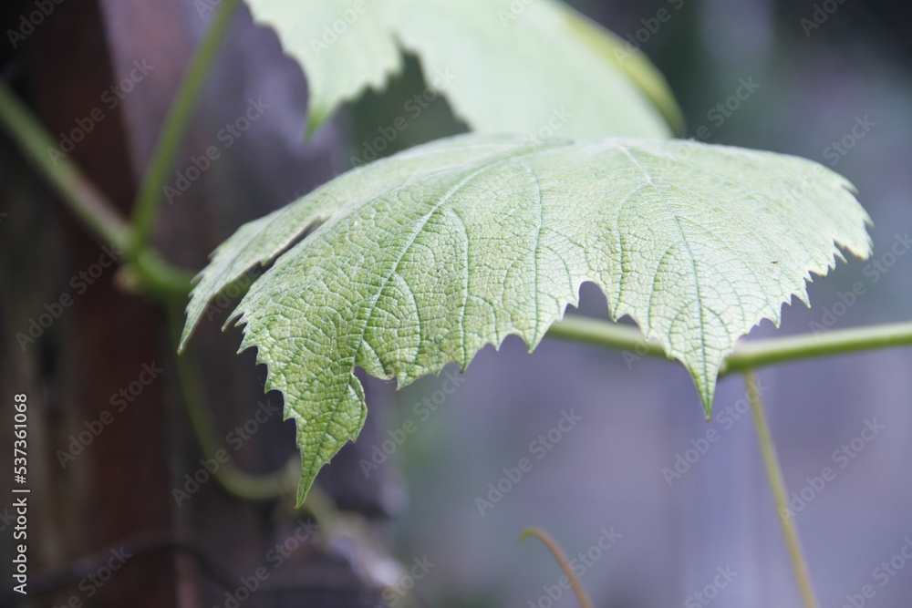 texturas de hojas Stock Photo | Adobe Stock