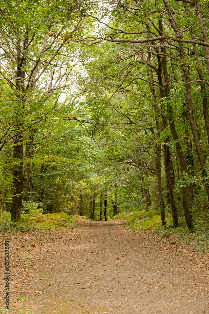 Pathway and treeking way inside forest with full of trees and sunbeam ...