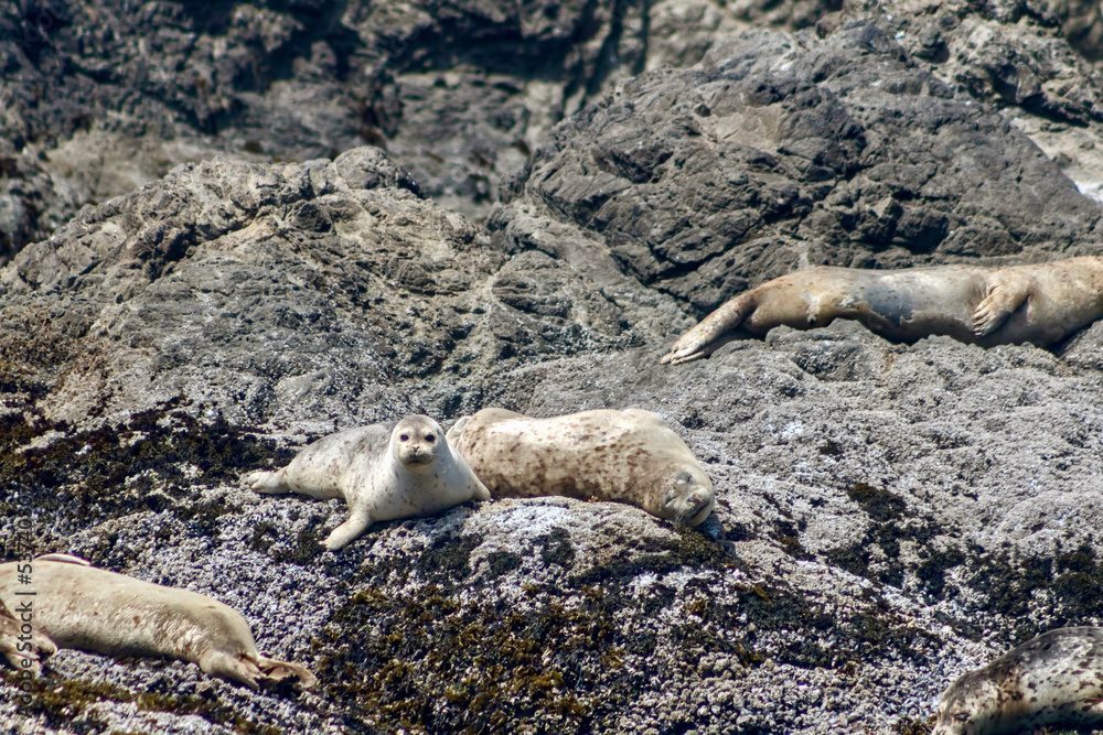 Harbor Seals lying on rocks at Harris Beach State Park in Oregon Stock ...