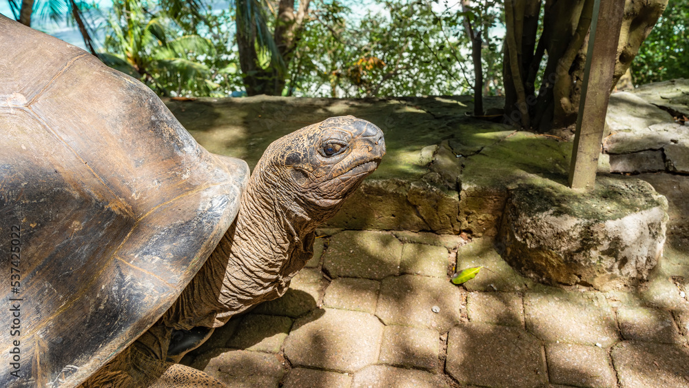Portrait of a giant turtle Aldabrachelys gigantea. Close-up. Profile ...