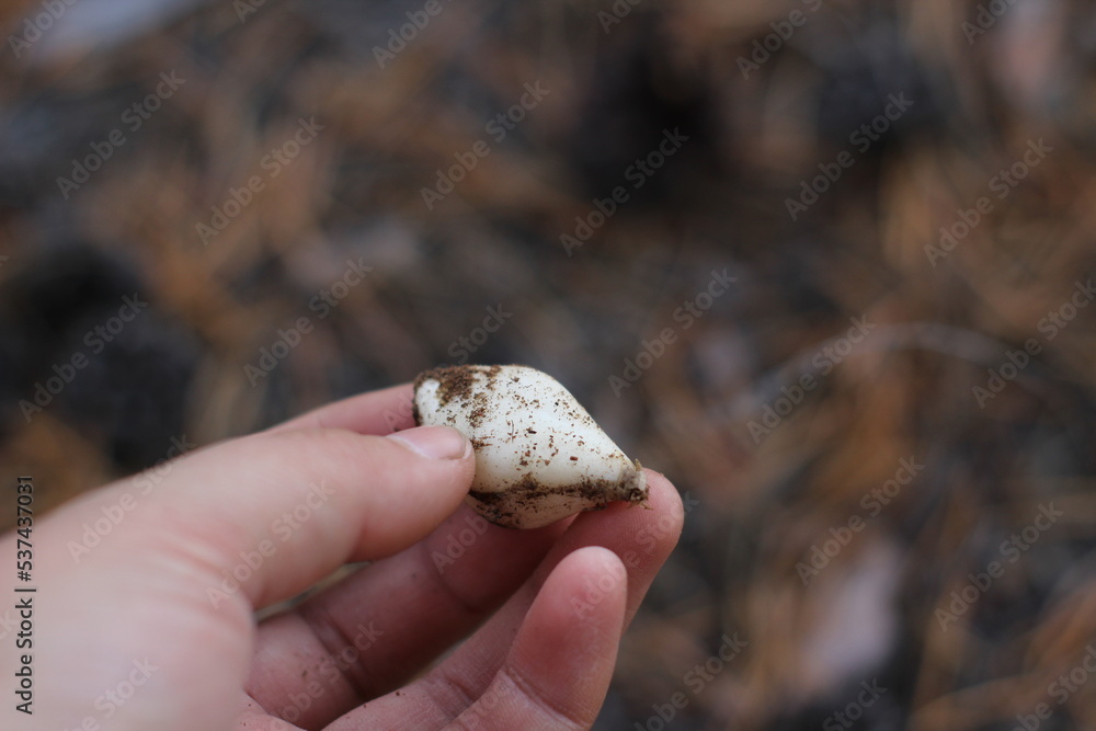 Bulb in woman's hand. Bulb is structurally a short stem with fleshy ...