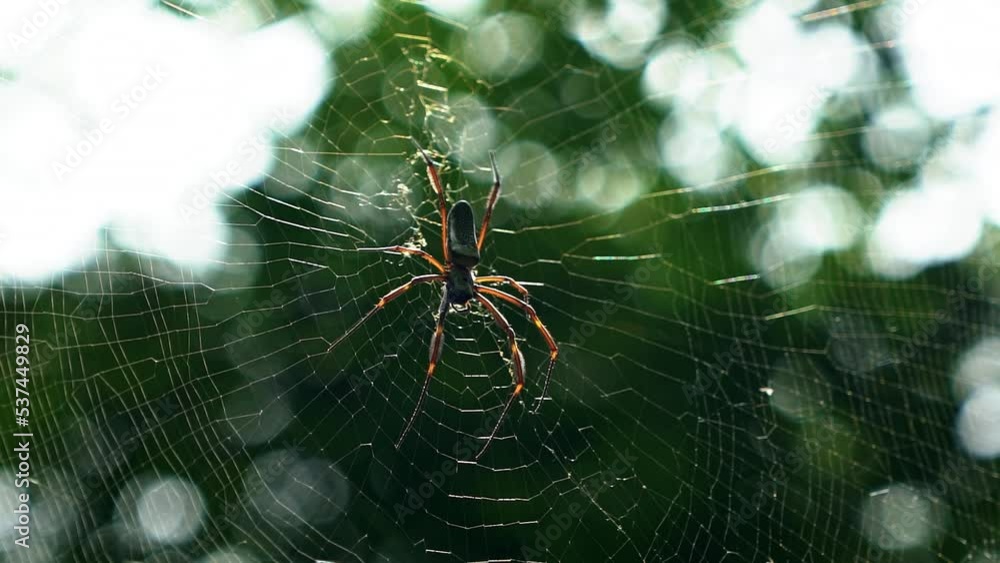 Slow motion handheld close-up shot of a black female orb-weaver spider ...