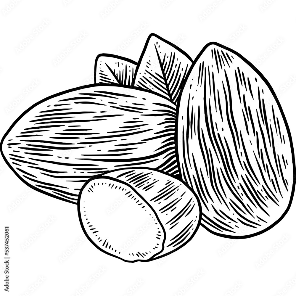 Hand drawn Almonds Sketch Illustration Stock Vector | Adobe Stock