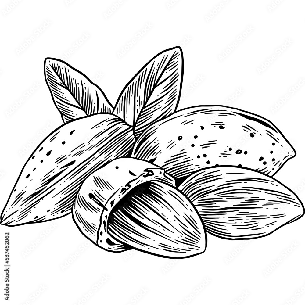 Hand Drawn Almonds Sketch Illustration Stock Vector Adobe Stock